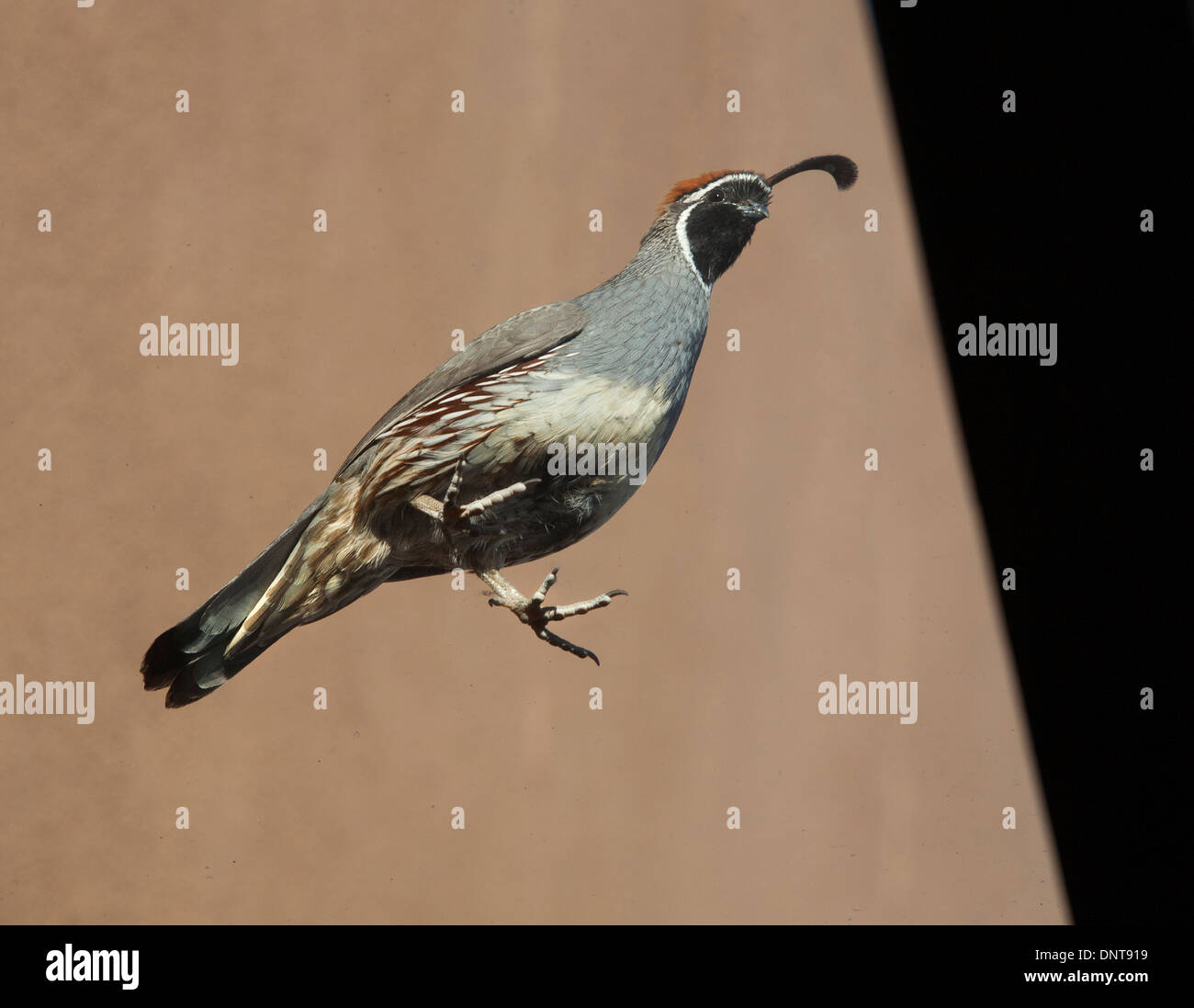 Male Gambel's Quail walking on a skylight. Photo by Janet Worne Stock ...