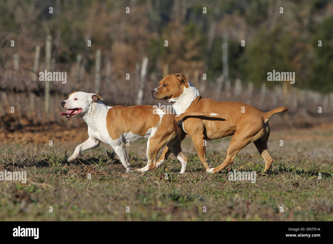 Dog American Staffordshire Terrier / Amstaff / two adults running in a ...