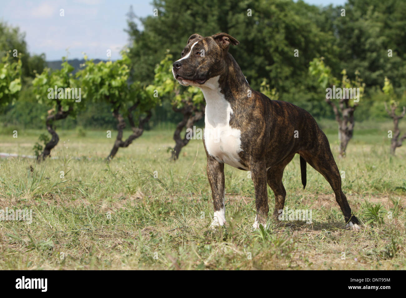 Dog American Staffordshire Terrier / Amstaff adult standing in a meadow ...