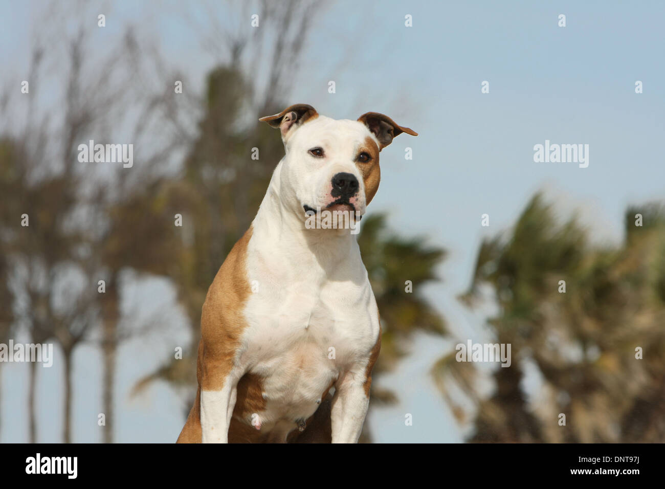 Dog American Staffordshire Terrier / Amstaff / adult portrait Stock ...