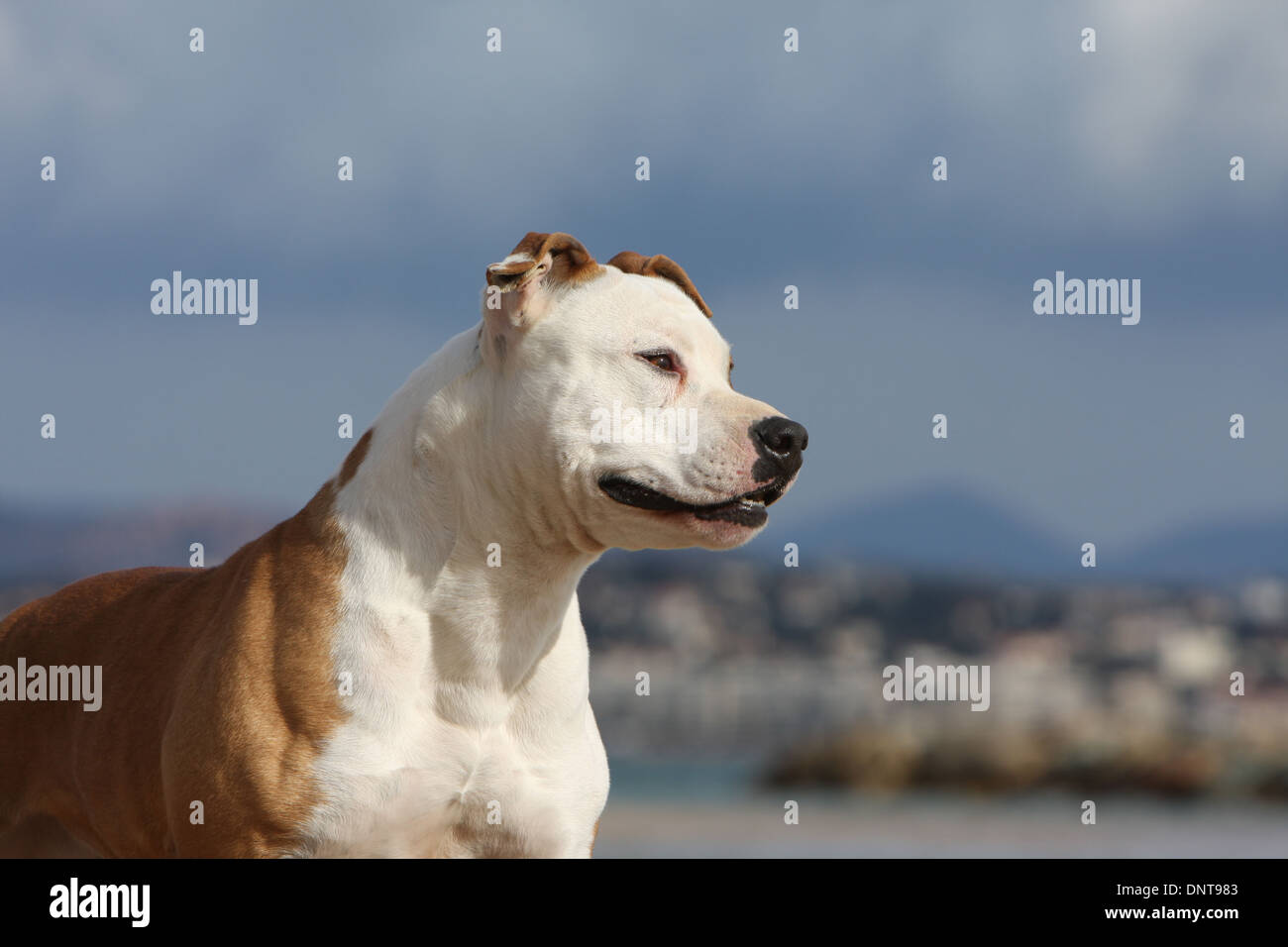 Dog American Staffordshire Terrier / Amstaff adult portrait Stock Photo ...