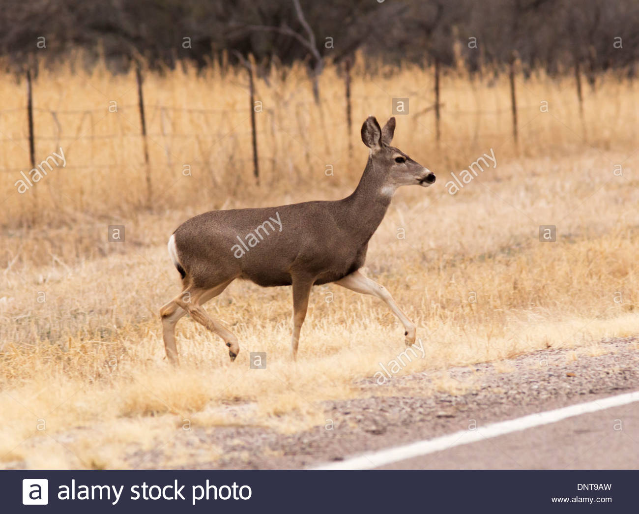 Mule Crossing High Resolution Stock Photography and Images - Alamy