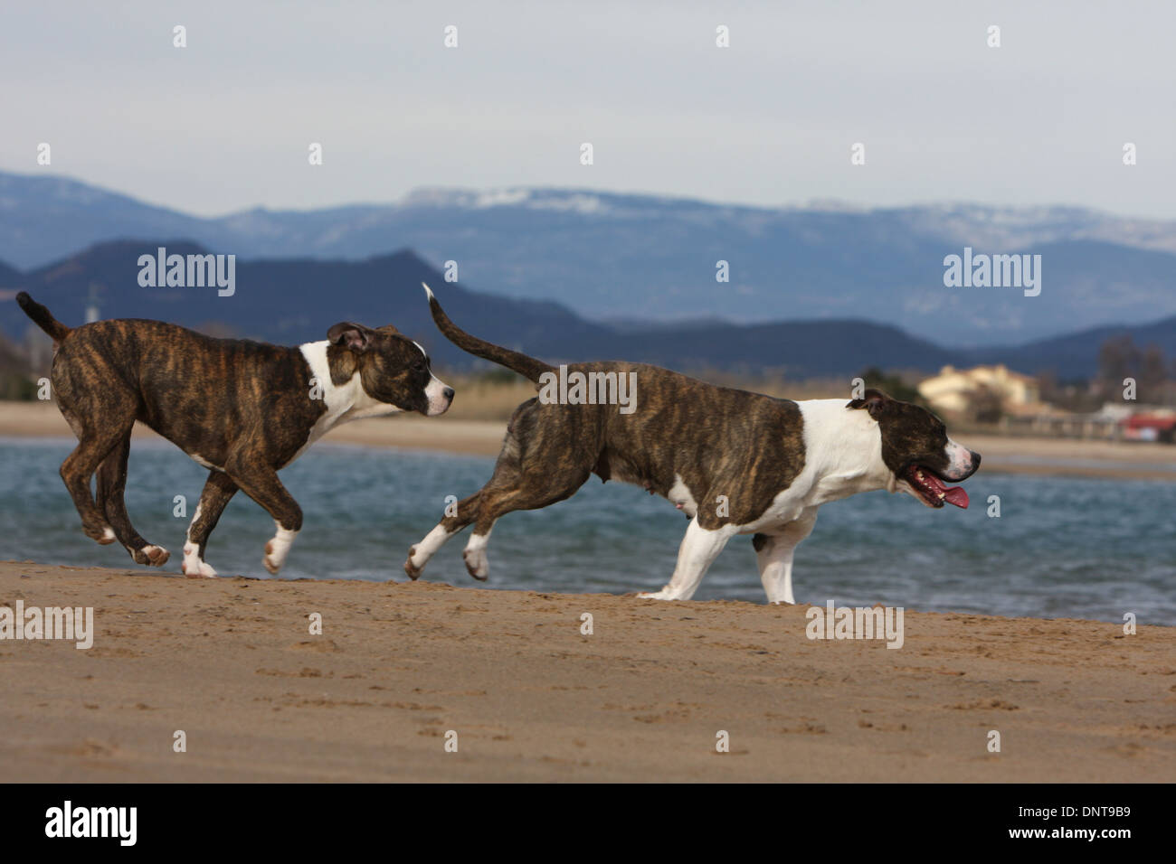 Dog American Staffordshire Terrier / Amstaff / adult and puppy running ...