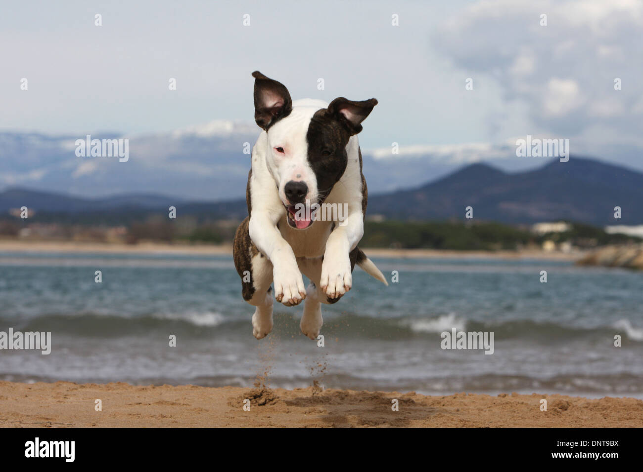 Dog American Staffordshire Terrier / Amstaff / adult jumping on the ...