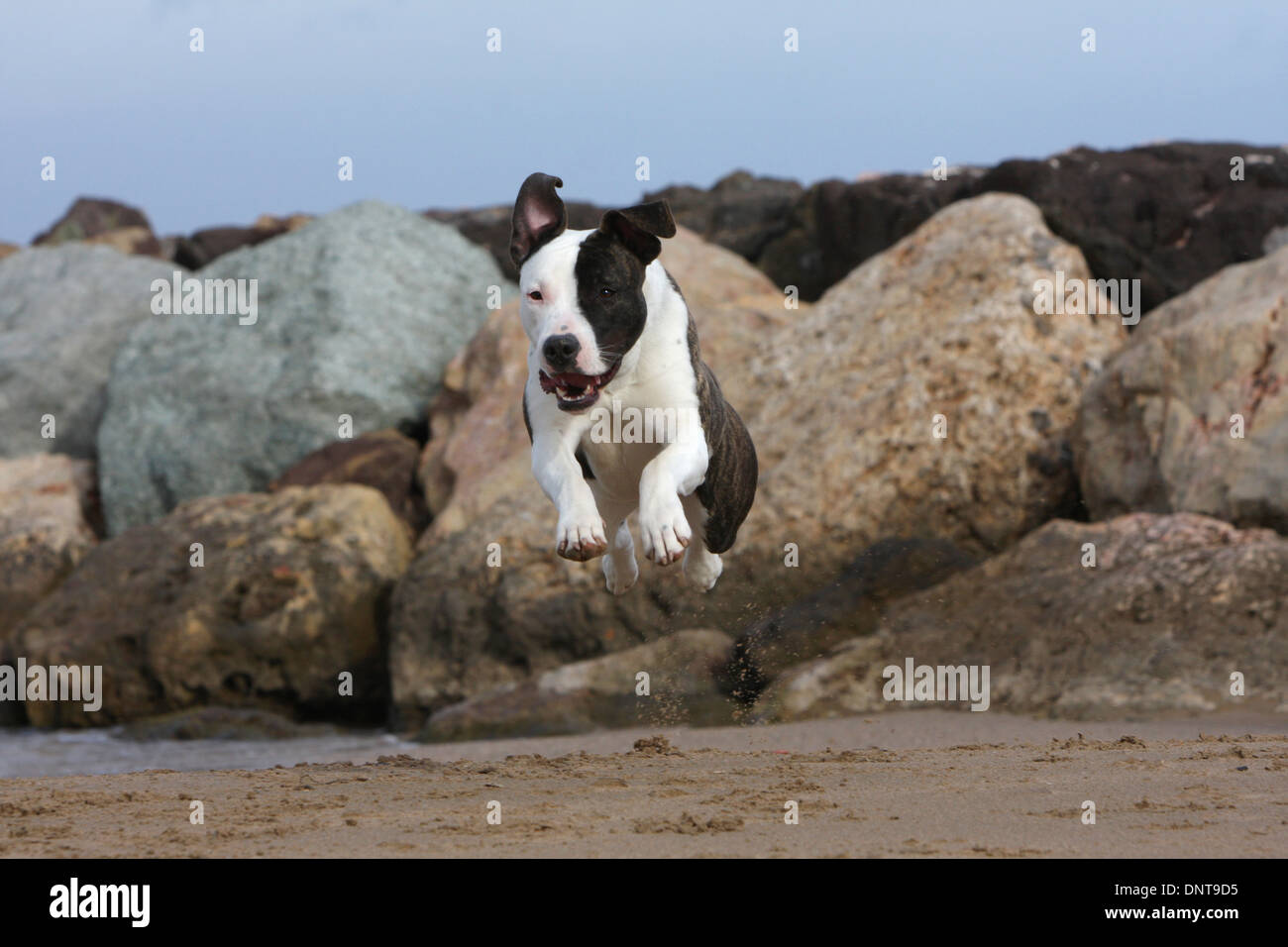 Dog American Staffordshire Terrier / Amstaff / adult jumping on the ...