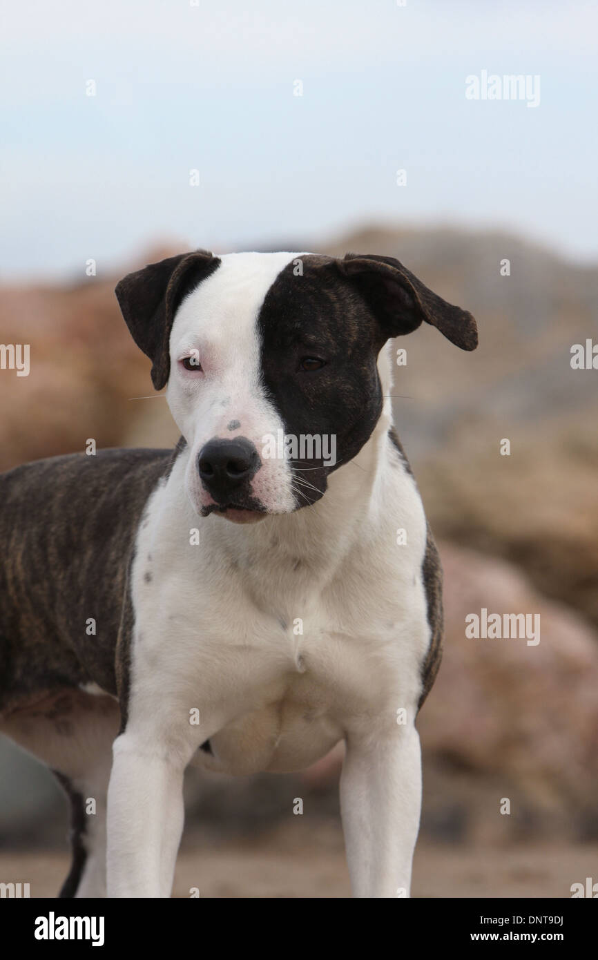 Dog American Staffordshire Terrier / Amstaff adult portrait Stock Photo ...