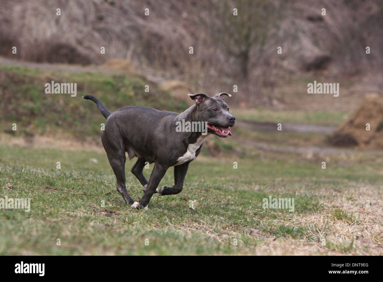 Dog American Staffordshire Terrier / Amstaff / adult (blue) running in ...