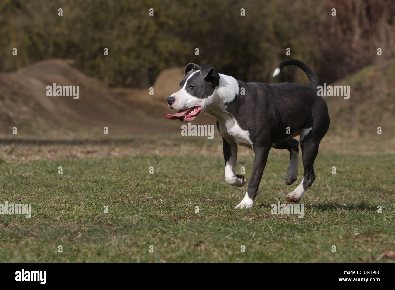 Dog American Staffordshire Terrier / Amstaff / puppy running in a ...