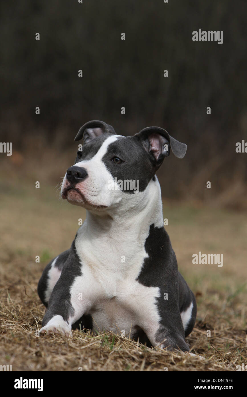 Dog American Staffordshire Terrier / Amstaff / young lying in a meadow ...