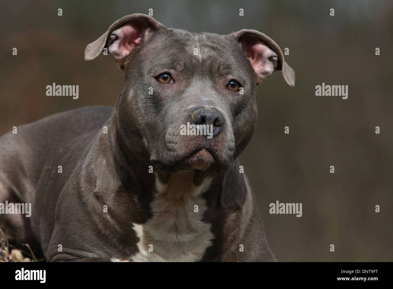 Dog American Staffordshire Terrier / Amstaff / adult portrait Stock ...