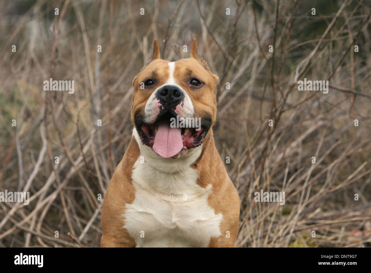 Dog American Staffordshire Terrier / Amstaff adult portrait Stock Photo ...
