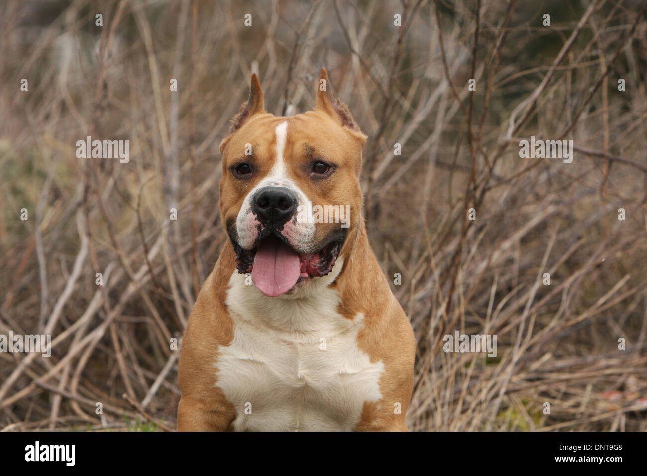Dog American Staffordshire Terrier / Amstaff adult portrait Stock Photo ...