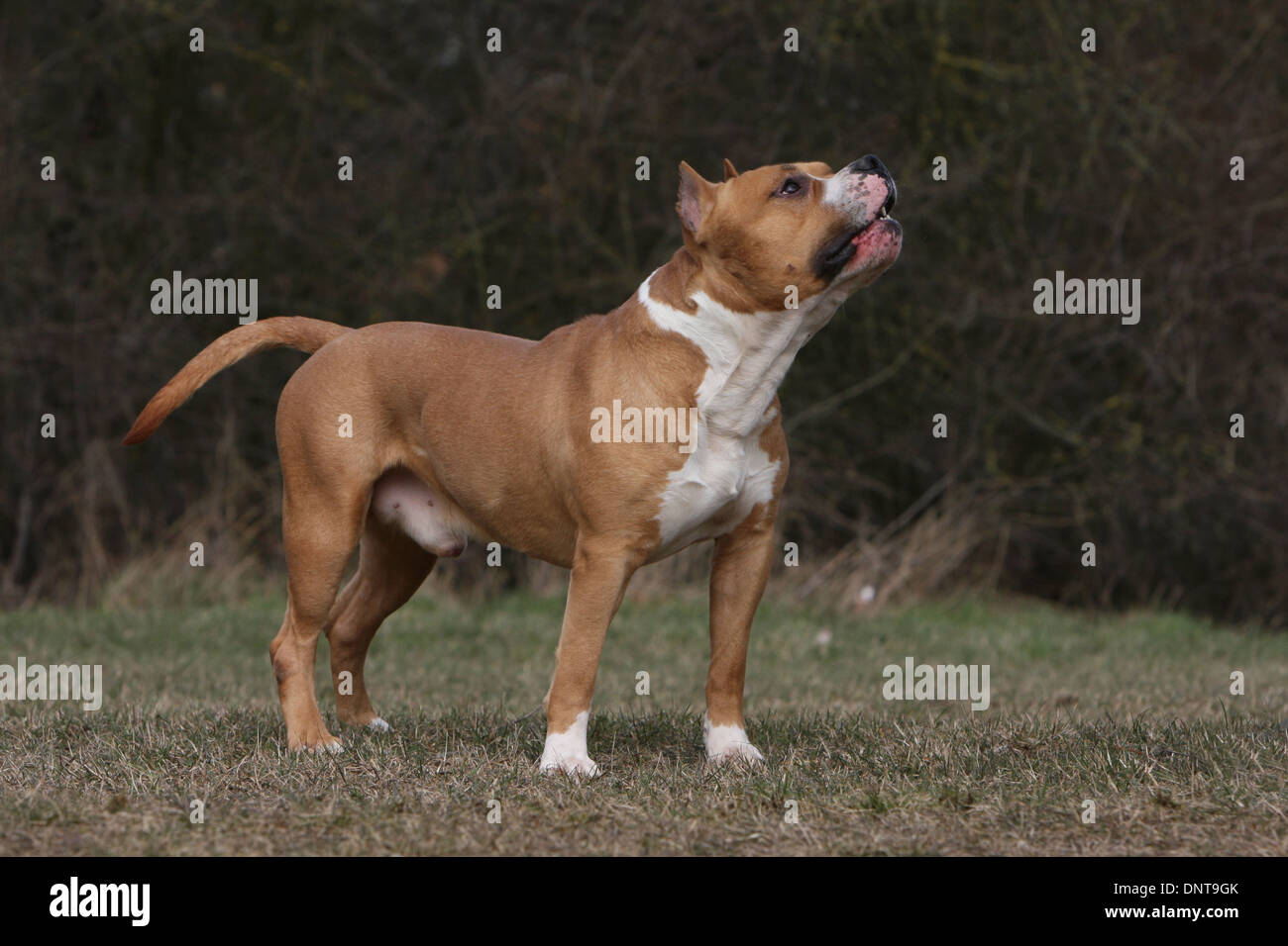 Dog American Staffordshire Terrier / Amstaff / adult standing in a ...