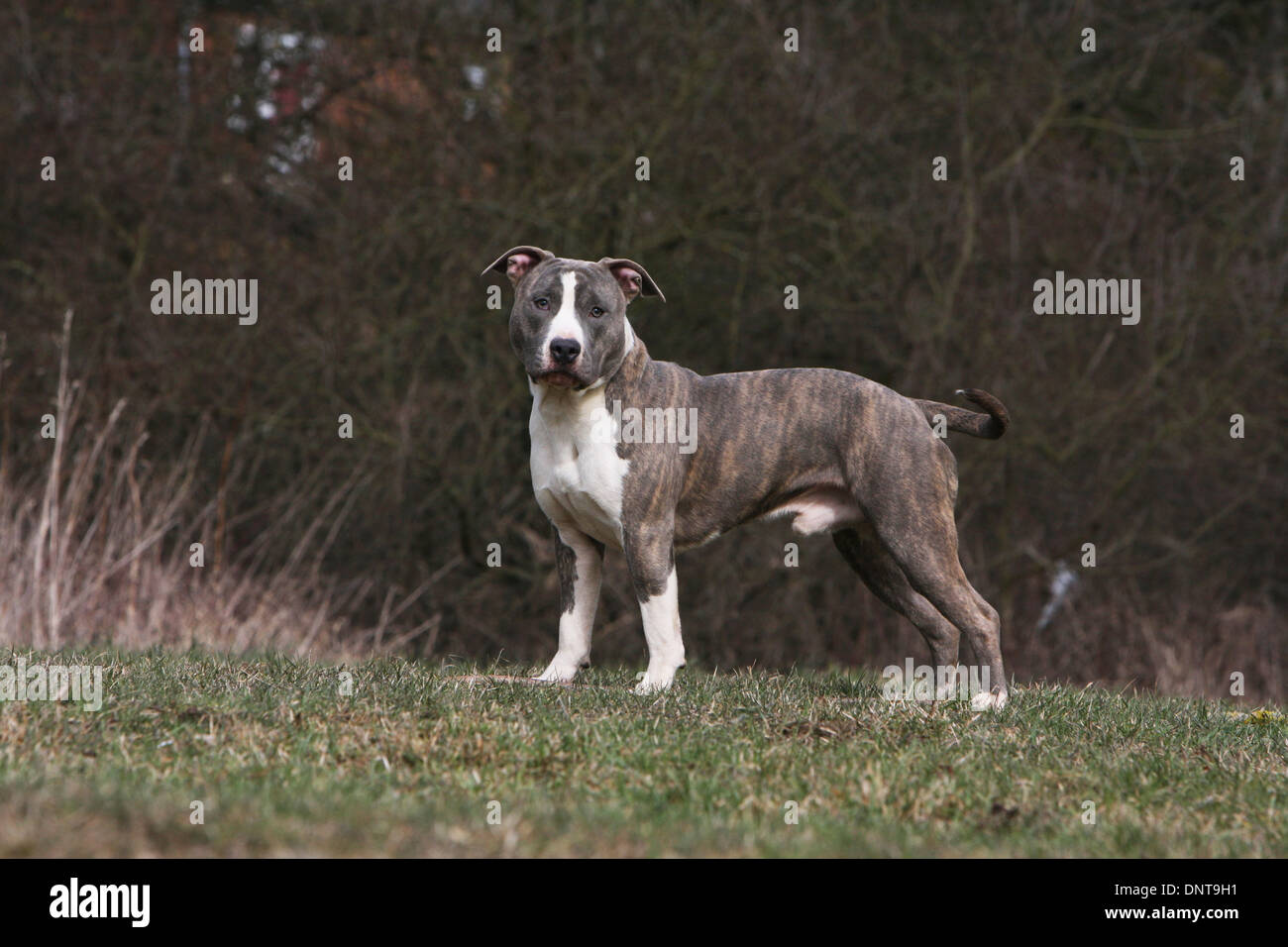 Dog American Staffordshire Terrier / Amstaff / adult standard Stock ...