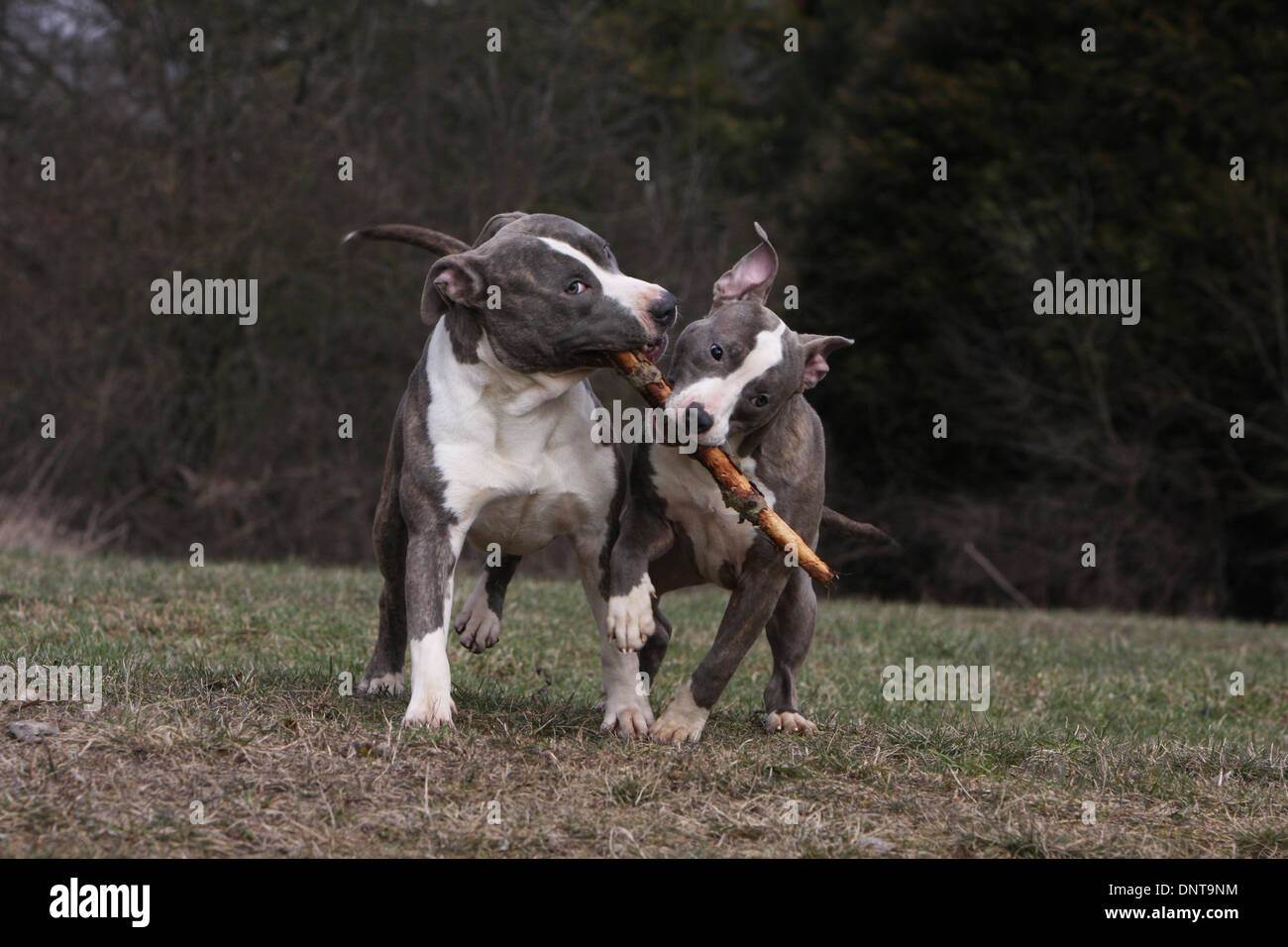 Dog American Staffordshire Terrier / Amstaff / adult and puppy playing ...