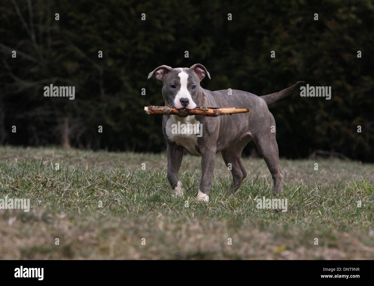 Dog American Staffordshire Terrier / Amstaff / puppy standing with a ...