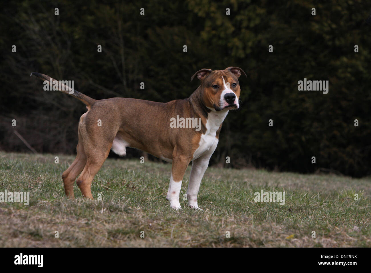 Dog American Staffordshire Terrier / Amstaff / adult standard Stock ...
