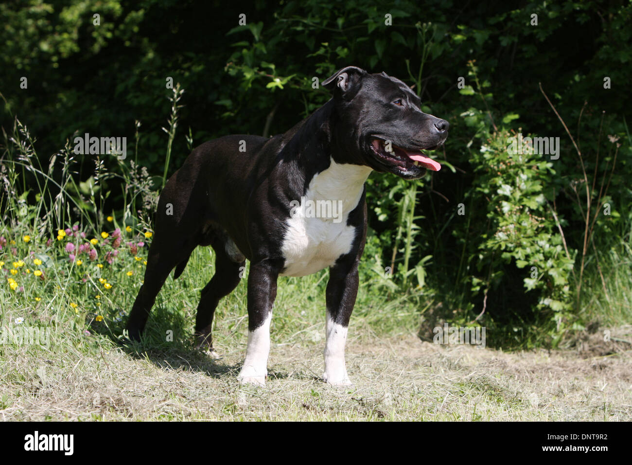 Dog American Staffordshire Terrier / Amstaff / adult standing in a ...