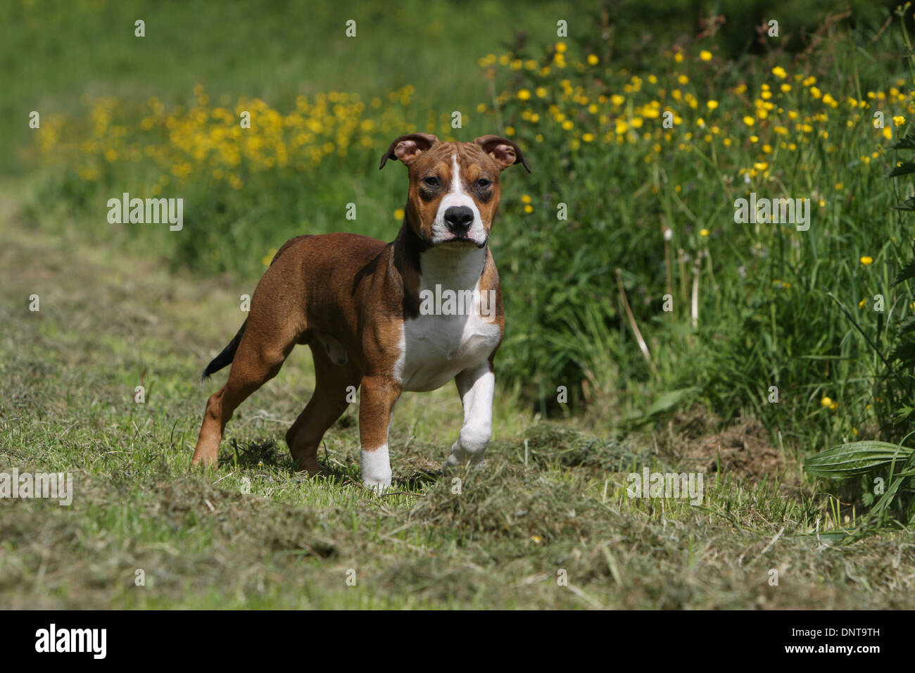 American staffordshire terrier flower hi-res stock photography and ...