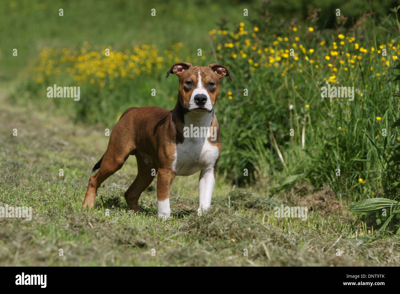 American staffordshire terrier flower hi-res stock photography and ...