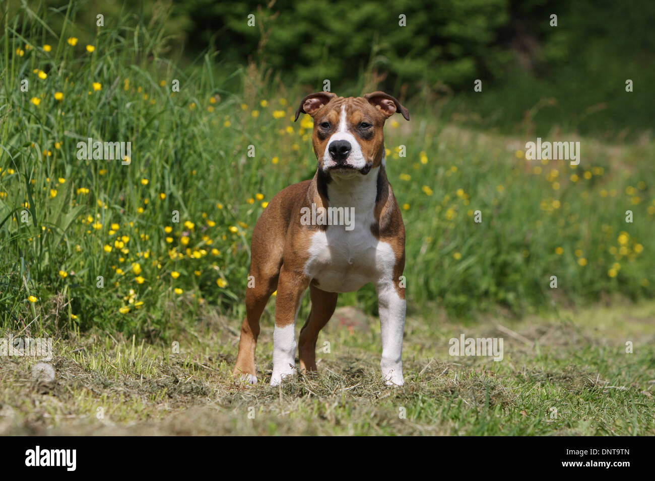 American staffordshire terrier flower hi-res stock photography and ...