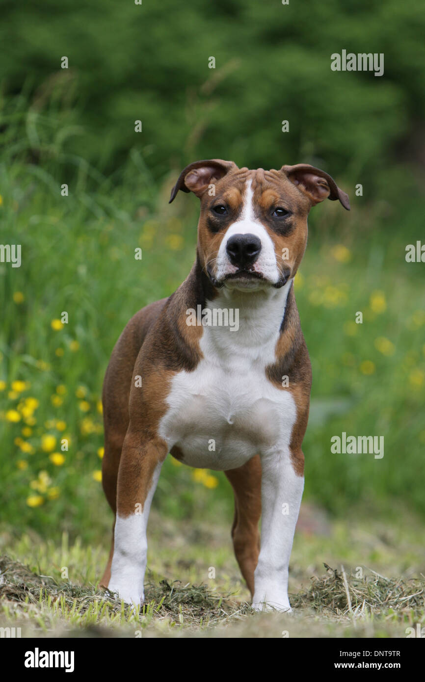 Dog American Staffordshire Terrier / Amstaff / adult standing in a ...