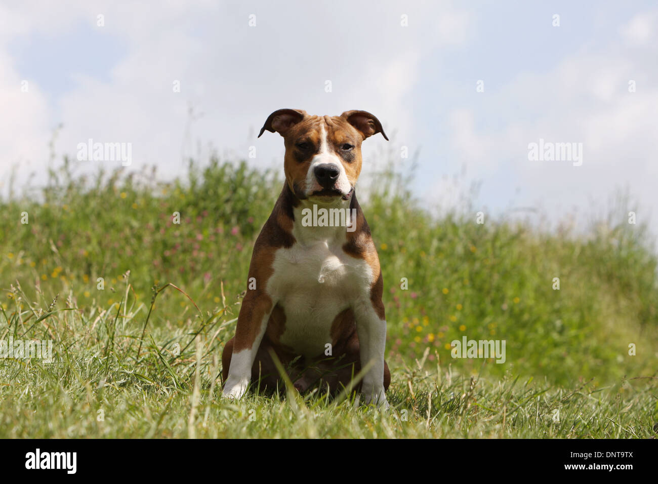 Dog American Staffordshire Terrier / Amstaff / adult sitting in a ...
