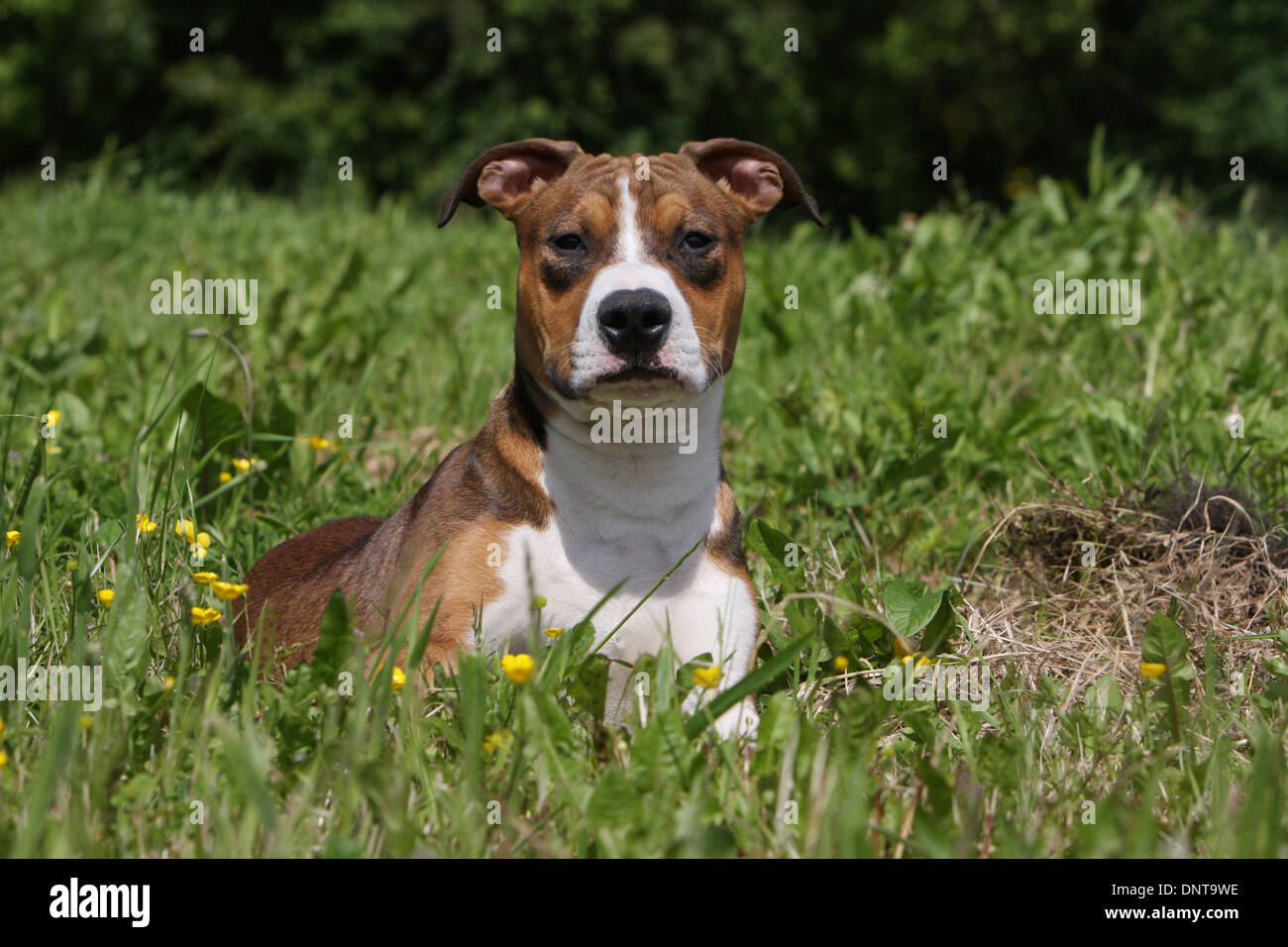 Dog American Staffordshire Terrier / Amstaff / puppy lying in a meadow ...