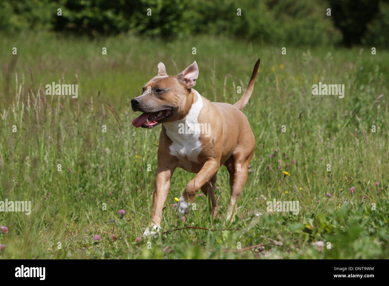 Dog American Staffordshire Terrier / Amstaff / adult running in a ...