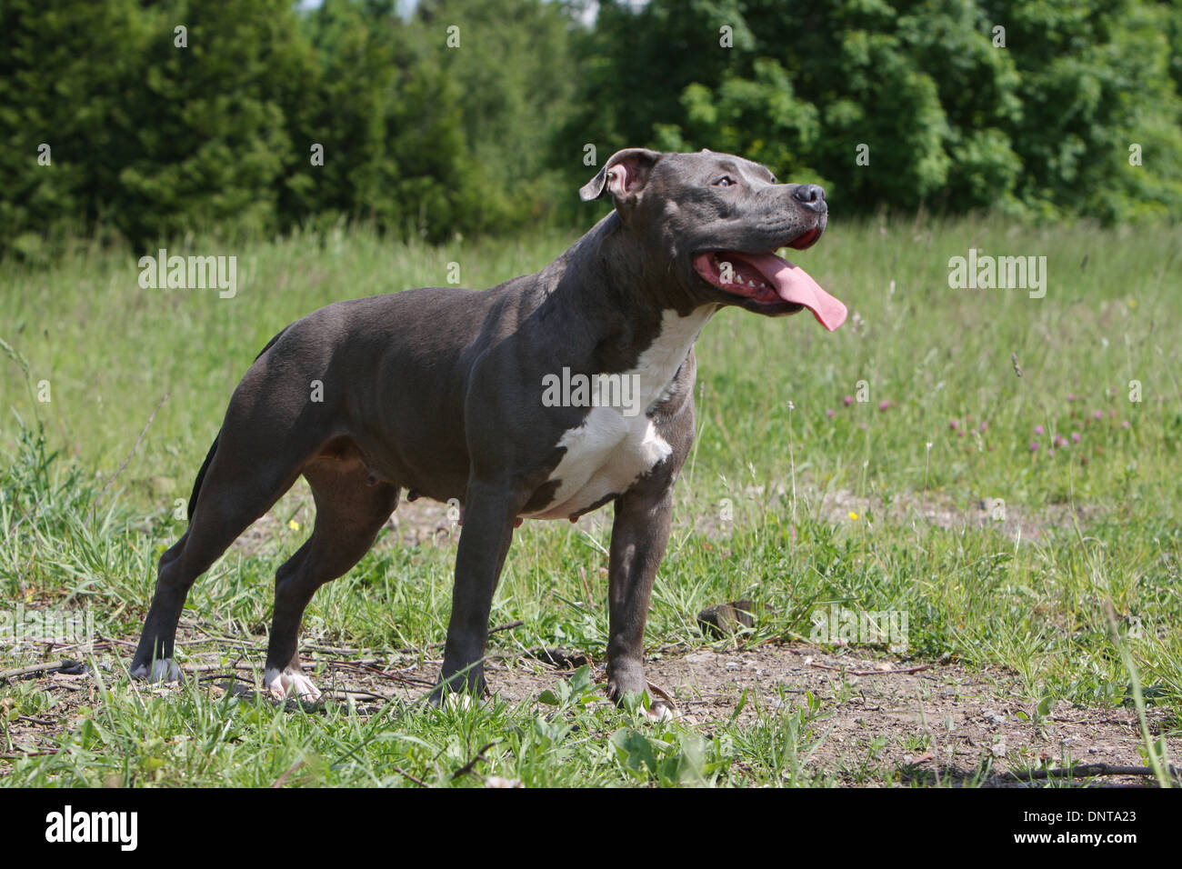 Dog American Staffordshire Terrier / Amstaff / adult standing in a ...