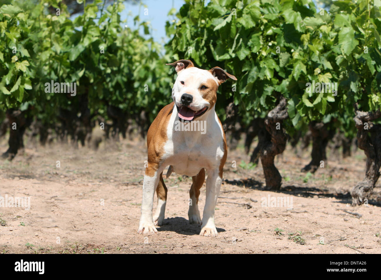 Amstaff standing hi-res stock photography and images - Alamy