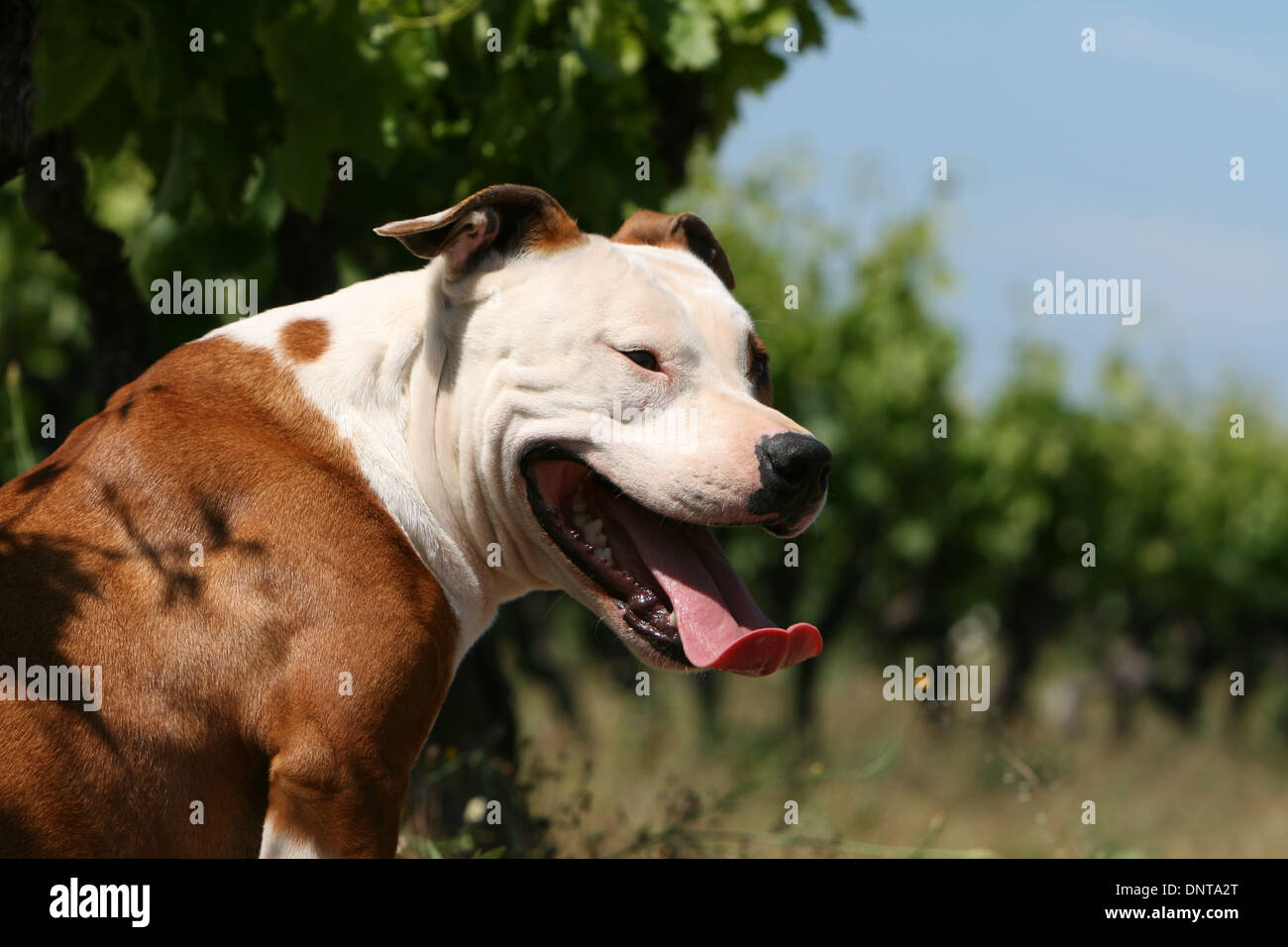 Dog American Staffordshire Terrier / Amstaff adult portrait Stock Photo ...