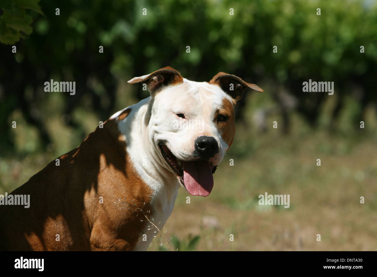 Dog American Staffordshire Terrier / Amstaff adult portrait Stock Photo ...