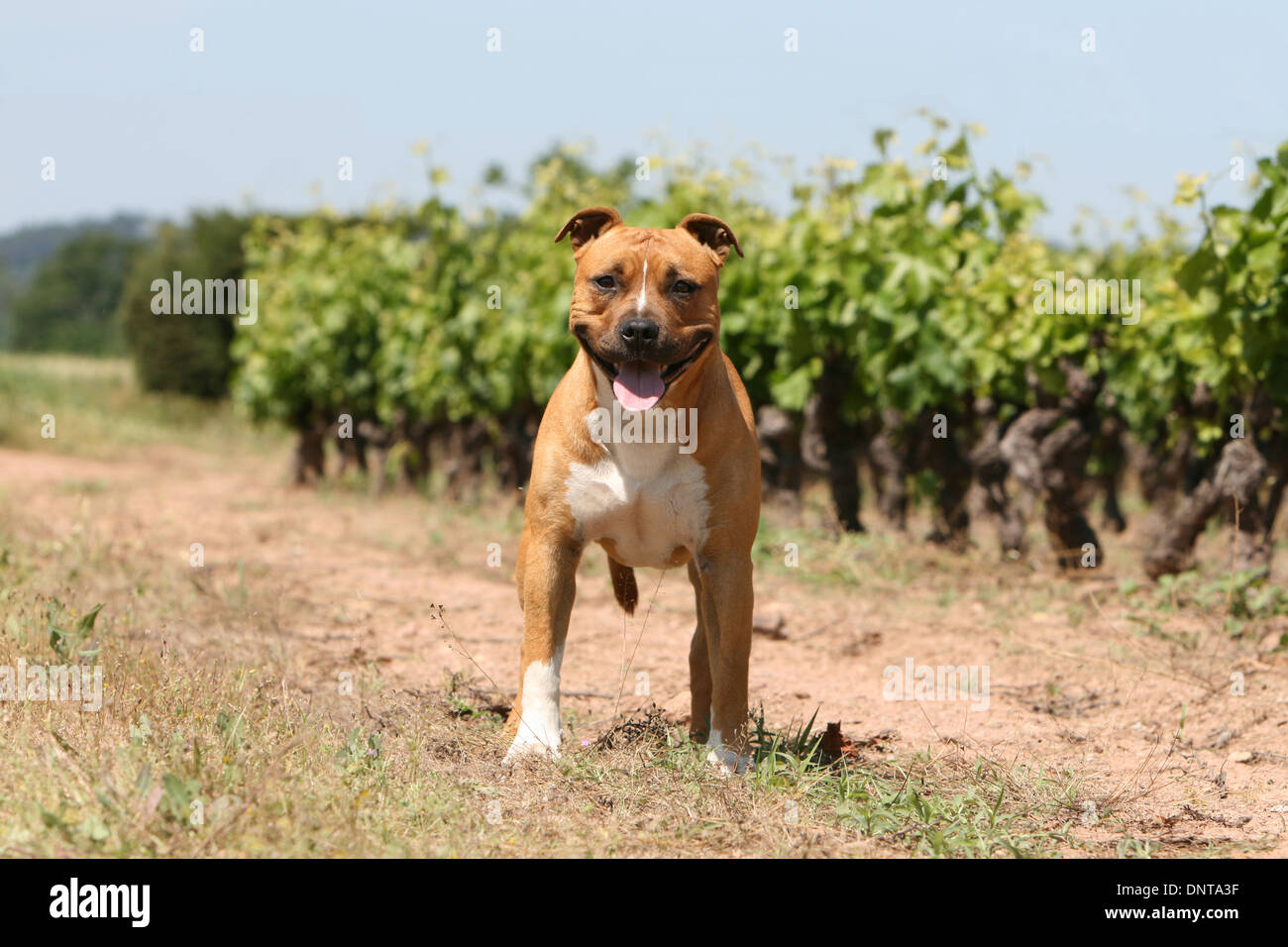 Dog American Staffordshire Terrier / Amstaff / adult standing in a ...
