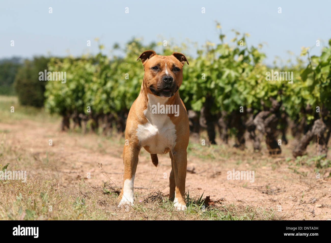 Dog American Staffordshire Terrier / Amstaff / adult standing in a ...