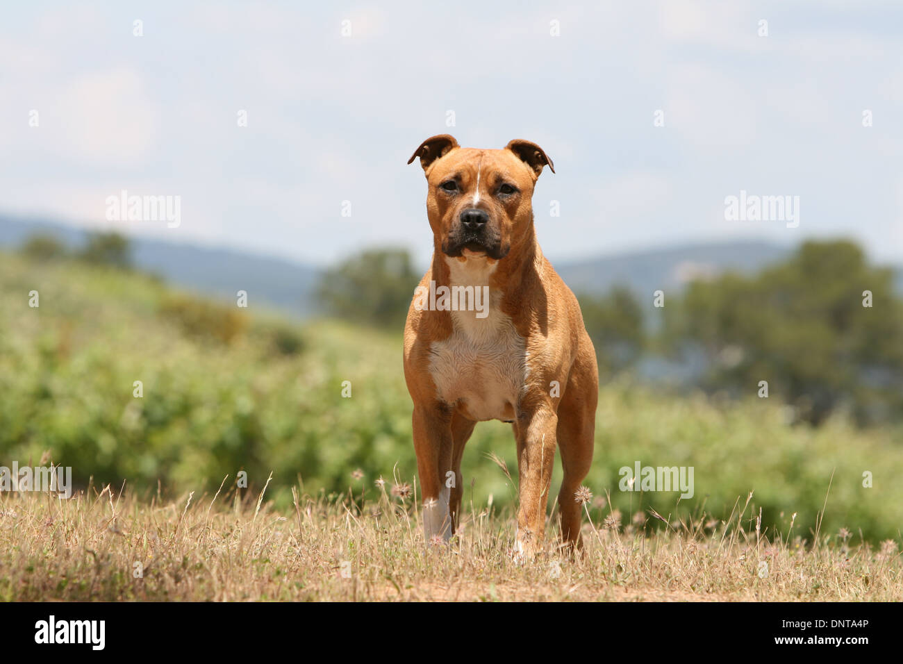 Dog American Staffordshire Terrier / Amstaff / adult standing in a ...
