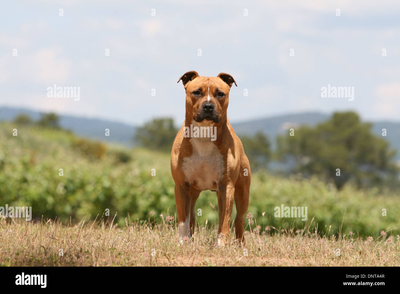 Dog American Staffordshire Terrier / Amstaff / adult standing in a ...