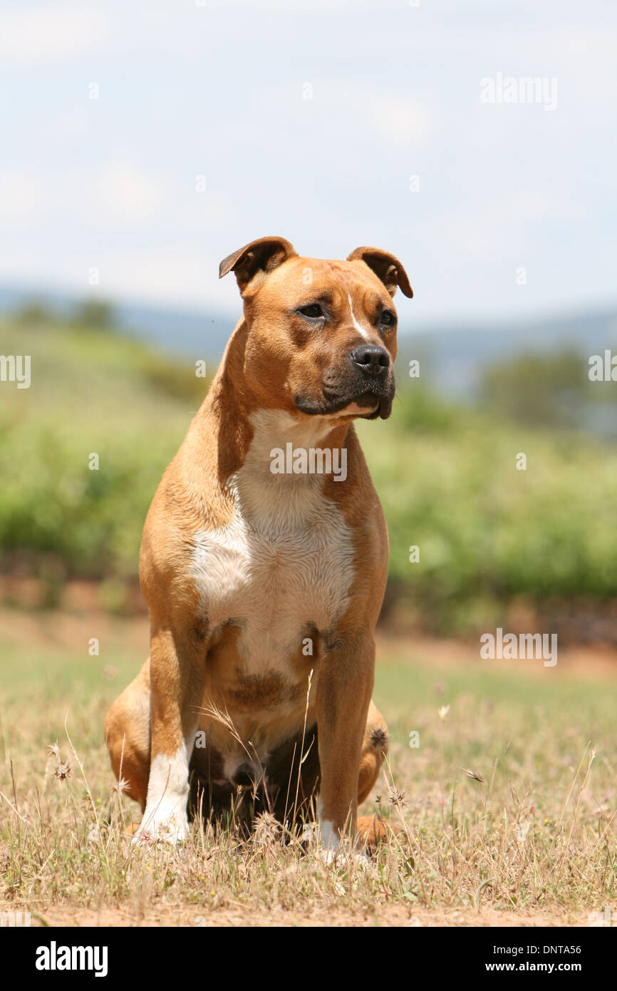 Dog American Staffordshire Terrier / Amstaff / adult sitting in a field ...