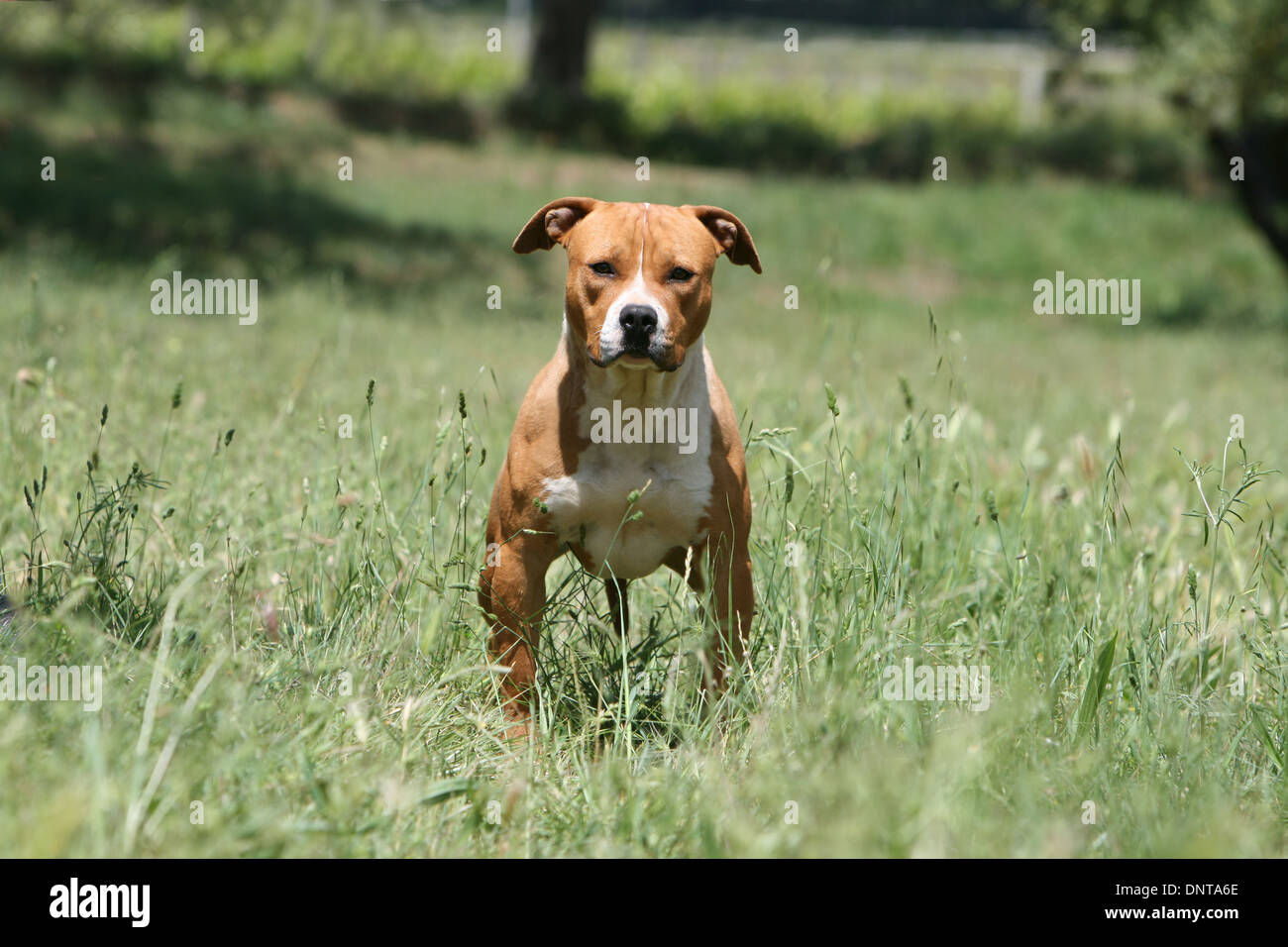 Dog American Staffordshire Terrier / Amstaff / adult standing in a ...