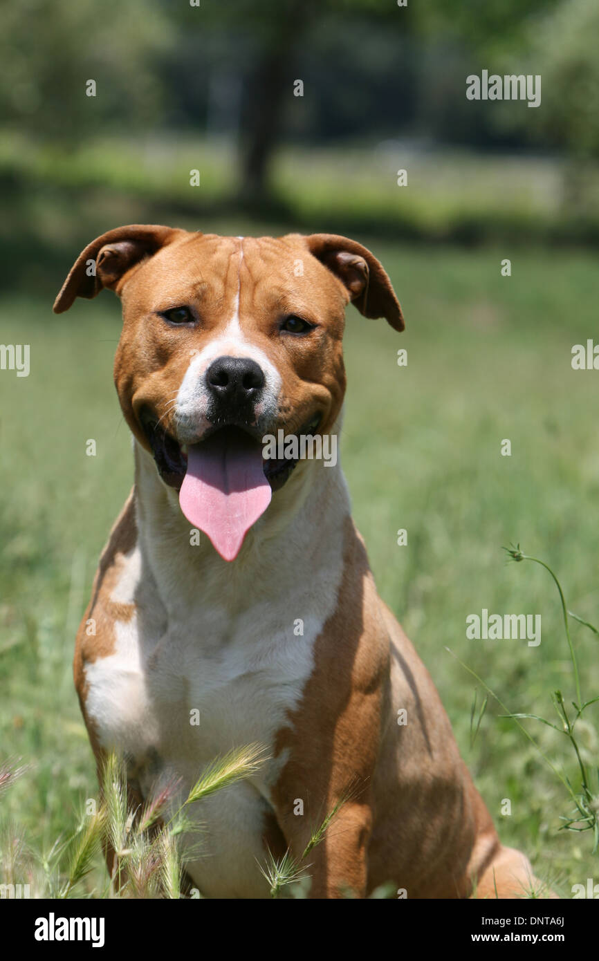 Dog American Staffordshire Terrier / Amstaff adult portrait Stock Photo ...