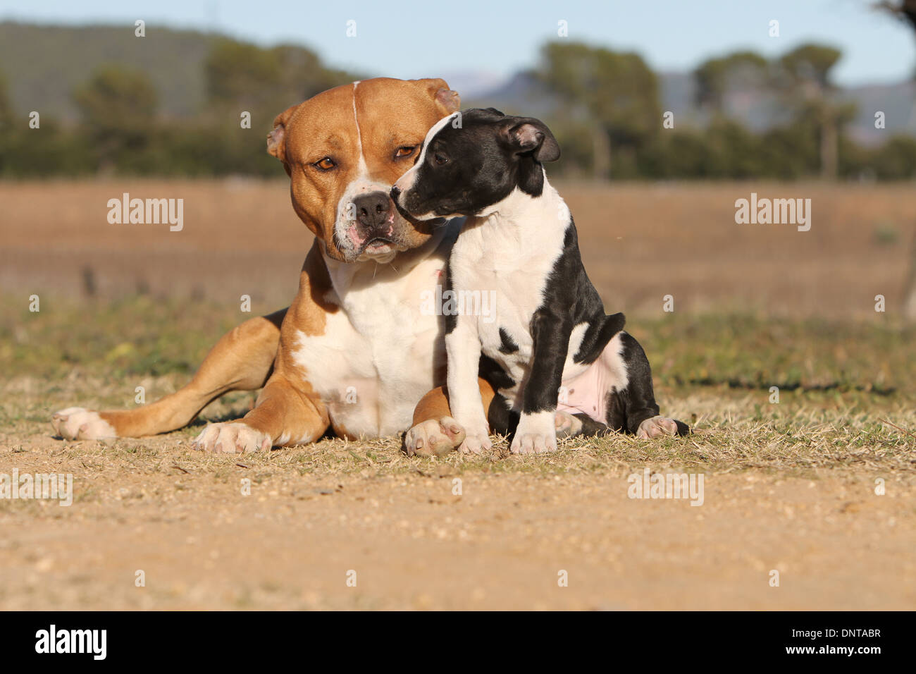 Dog American Staffordshire Terrier / Amstaff / adult and puppy in a ...