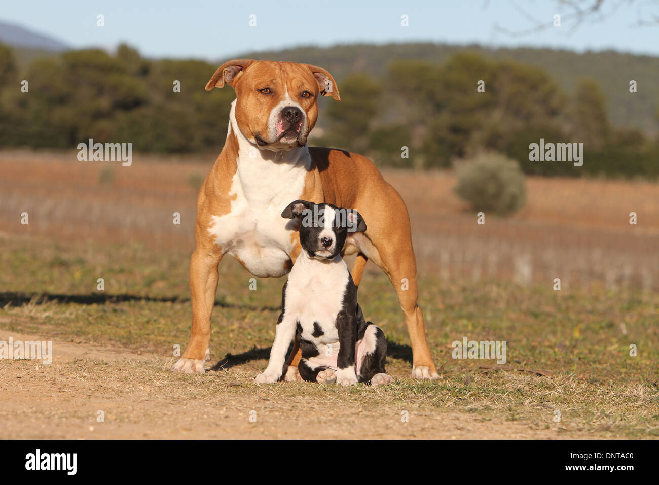 Dog American Staffordshire Terrier / Amstaff / adult and puppy in a ...
