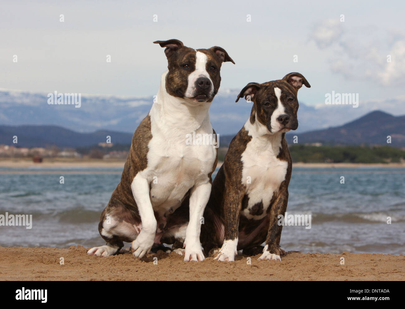 Dog American Staffordshire Terrier / Amstaff / adult and puppy sitting ...