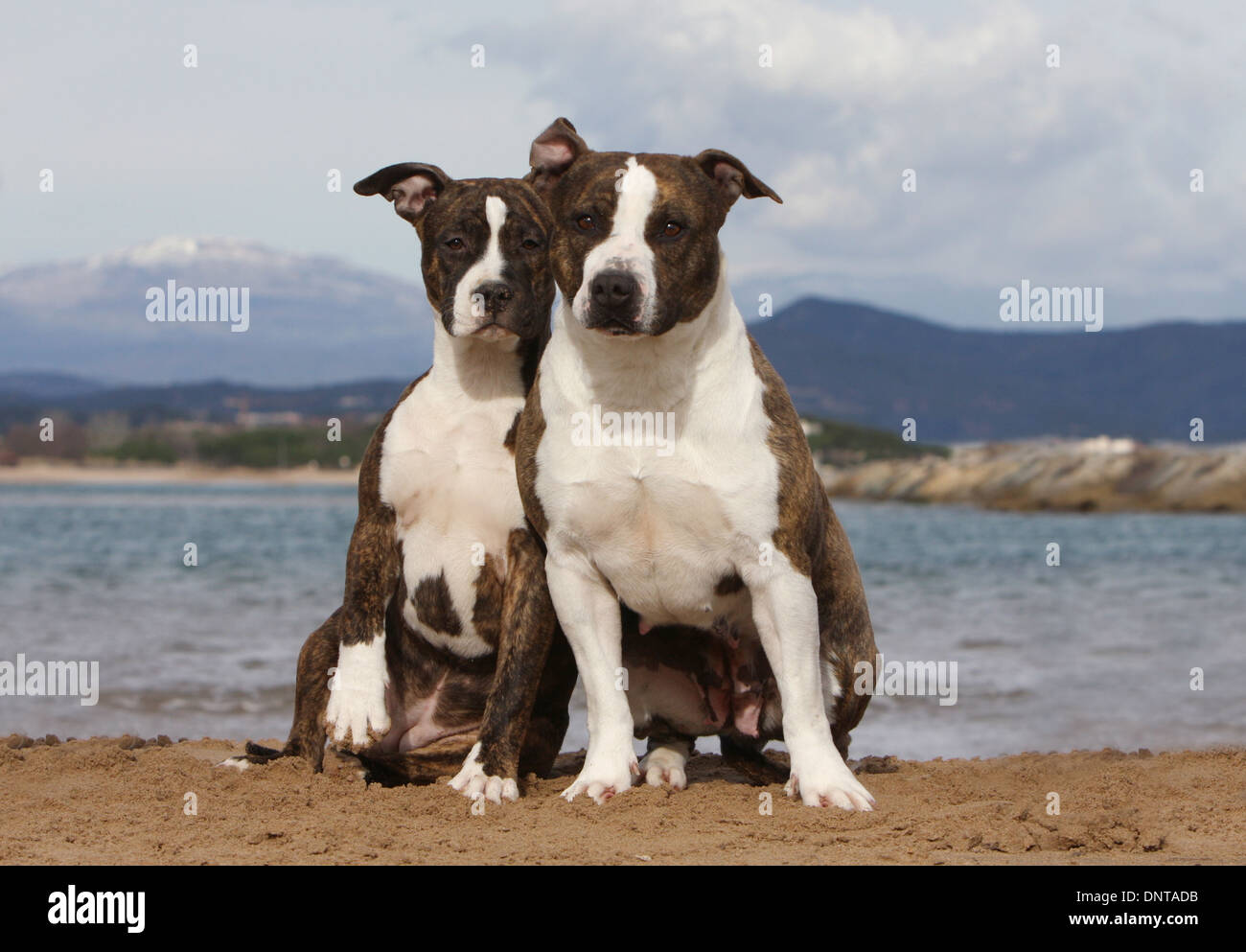 Dog American Staffordshire Terrier / Amstaff / adult and puppy sitting ...