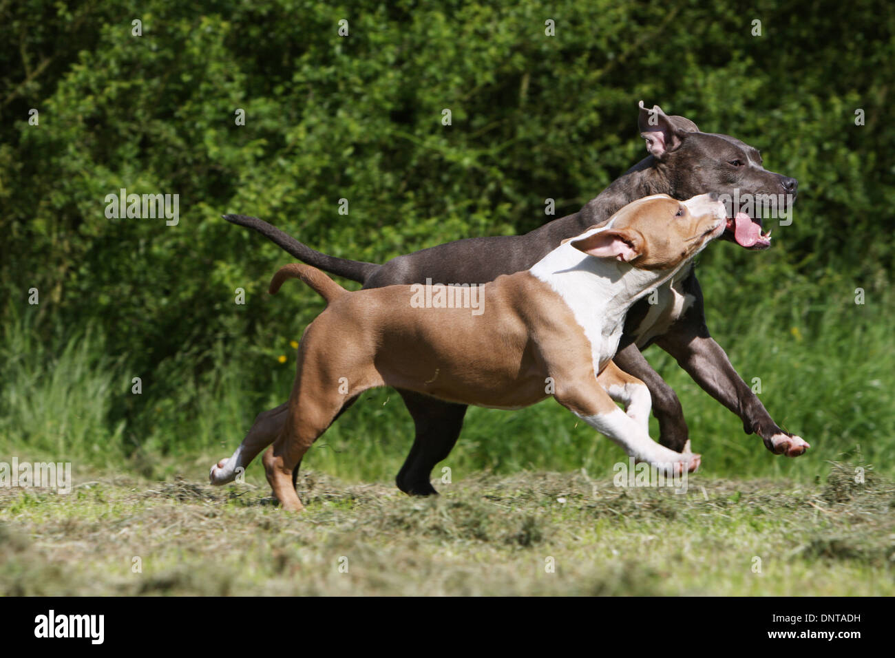 Dog American Staffordshire Terrier / Amstaff / adult and puppy running ...