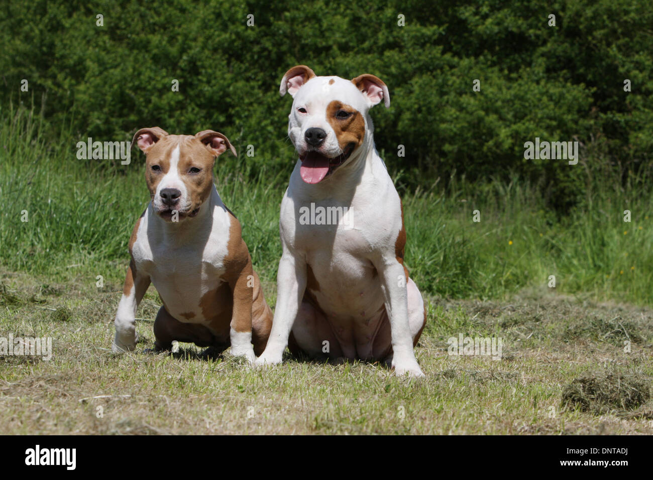Dog American Staffordshire Terrier / Amstaff / adult and puppy sitting ...