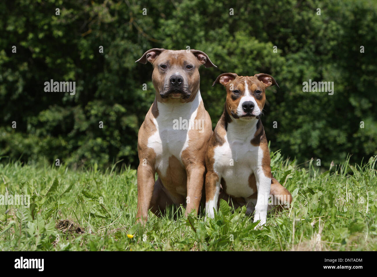 Dog American Staffordshire Terrier / Amstaff / adult and puppy sitting ...