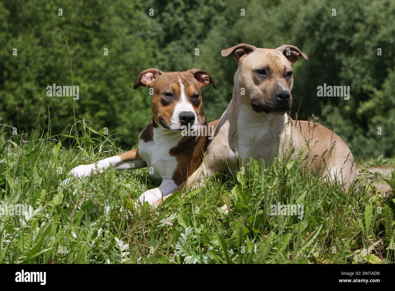 Dog American Staffordshire Terrier / Amstaff / adult and puppy lying in ...