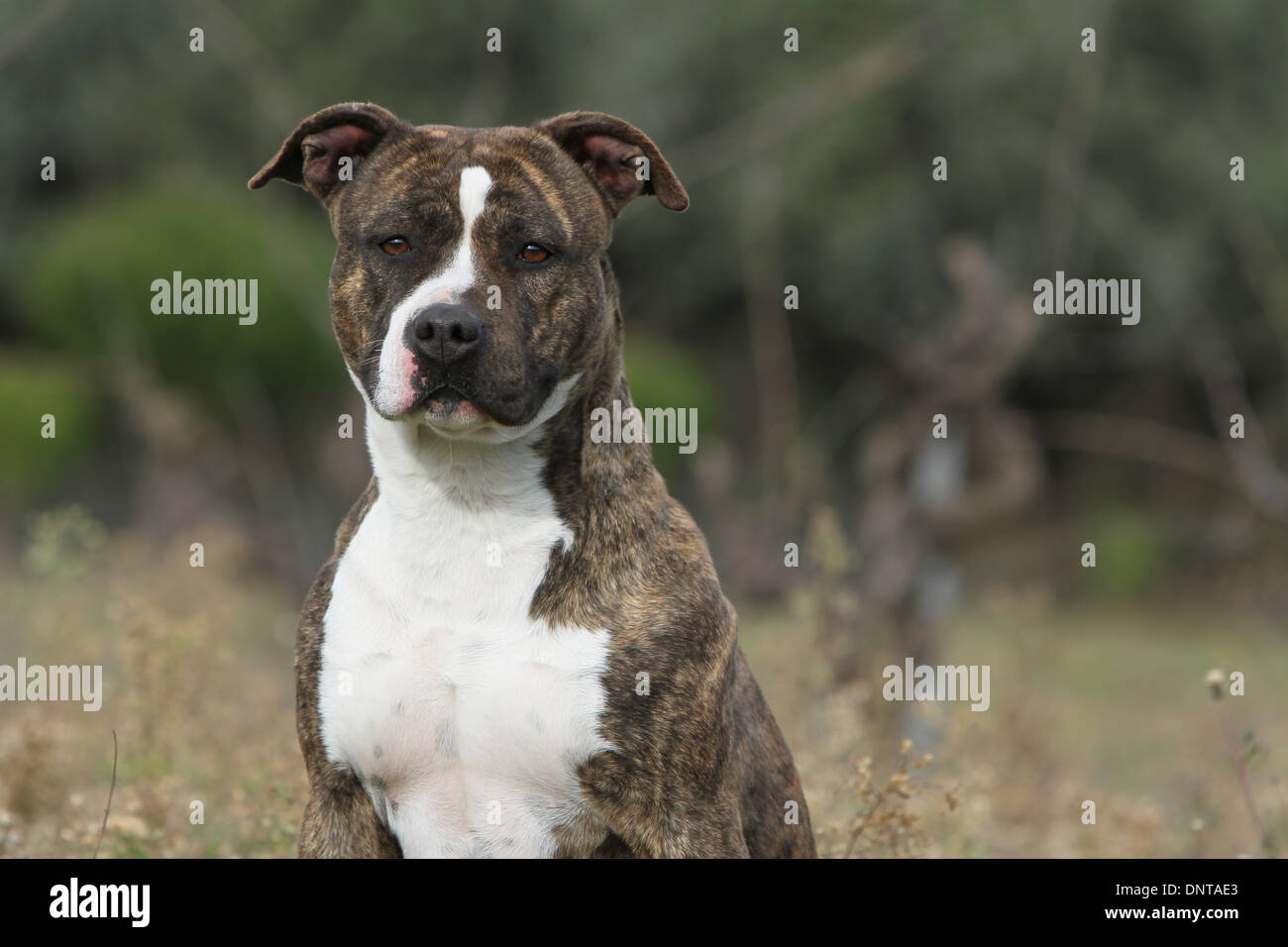 Dog American Staffordshire Terrier / Amstaff adult portrait Stock Photo ...