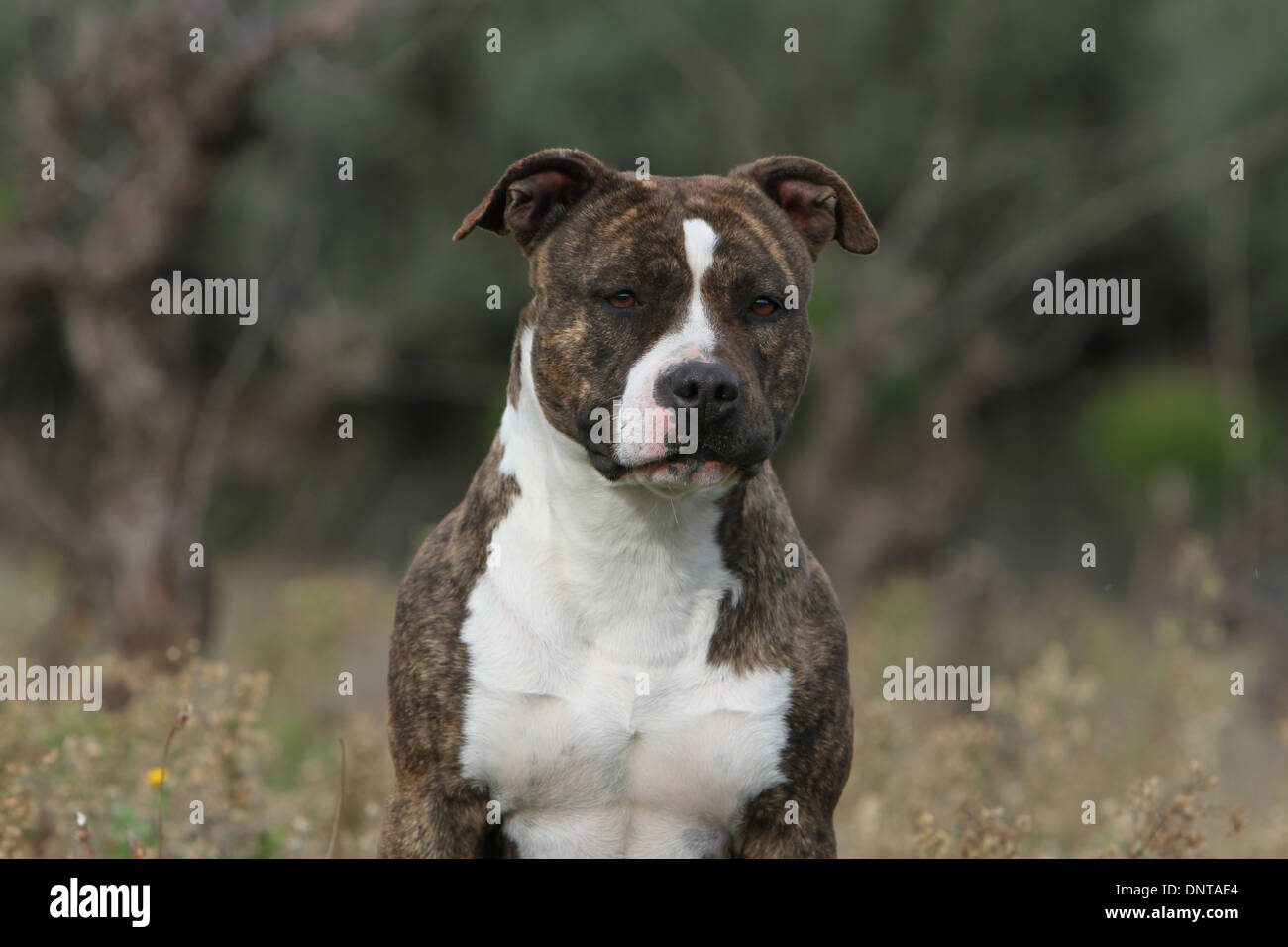 Dog American Staffordshire Terrier / Amstaff adult portrait Stock Photo ...